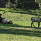 Evergreen Golf Course - City of Denver Golf
